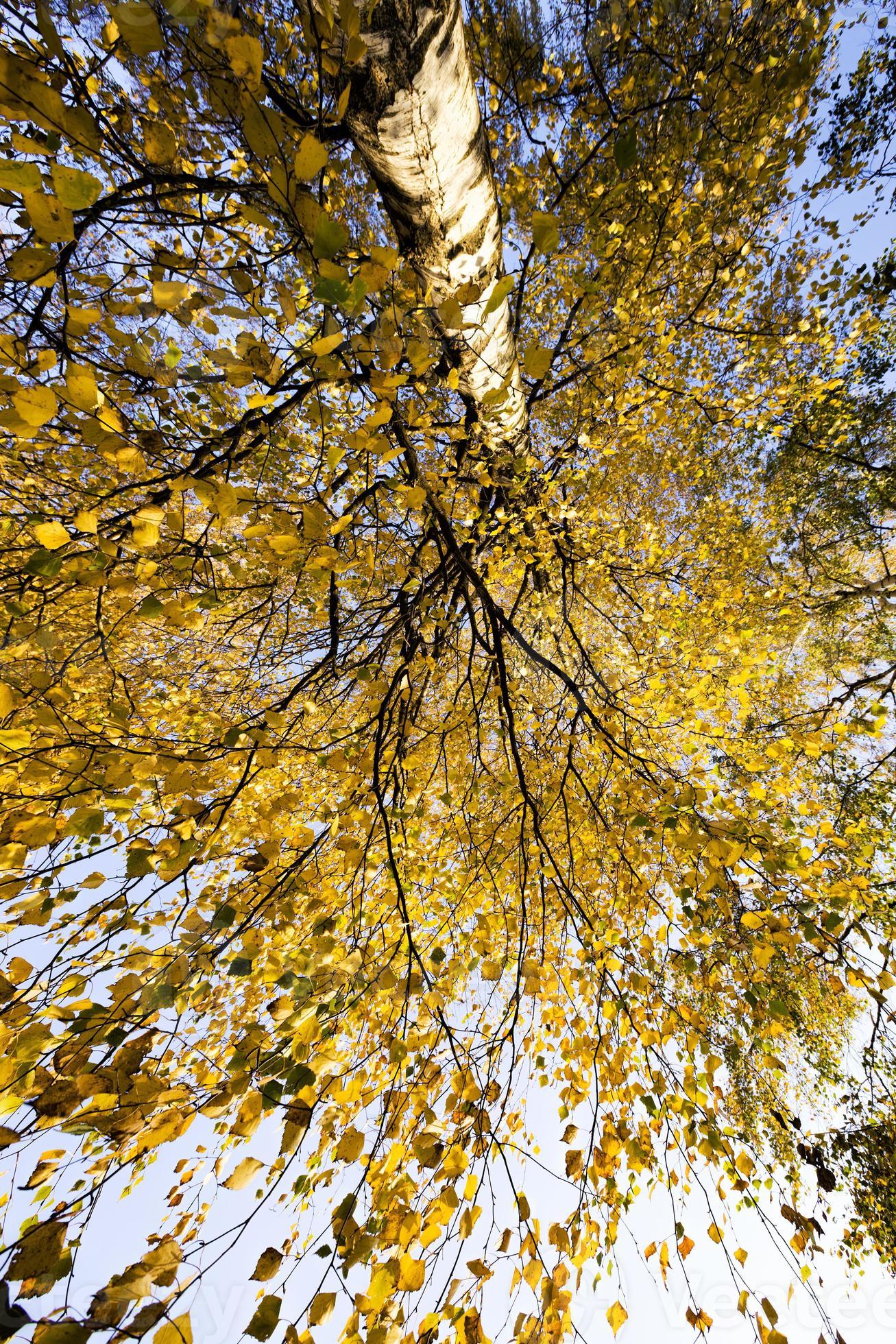 birch tree, close up 9421251 Stock Photo at Vecteezy