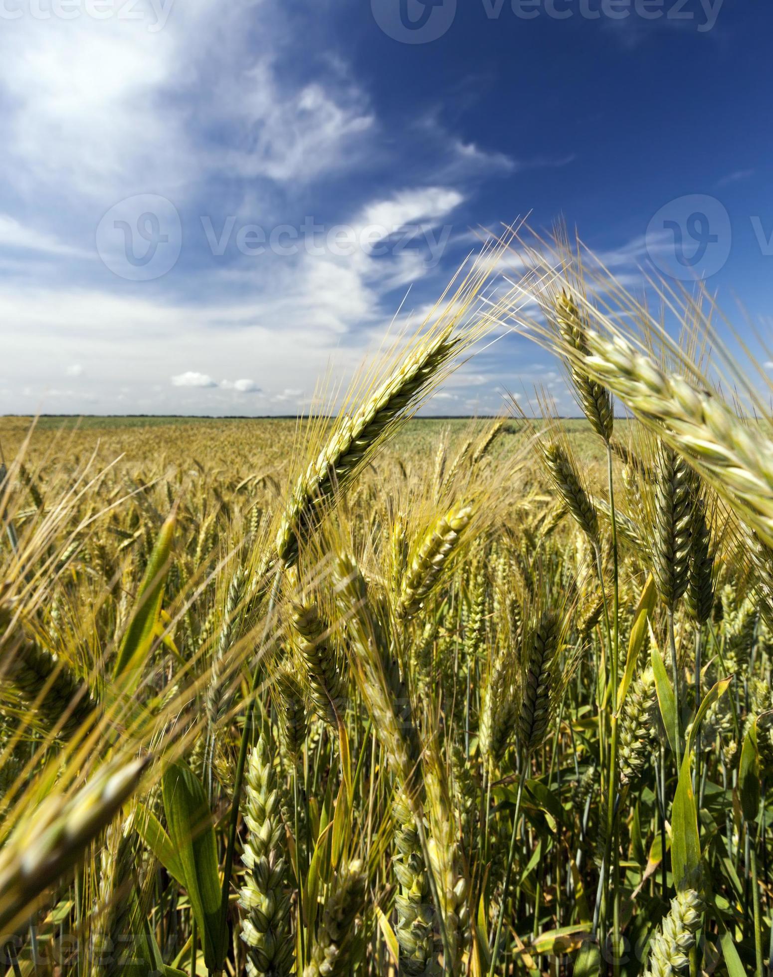 rye crop, close up 9431949 Stock Photo at Vecteezy