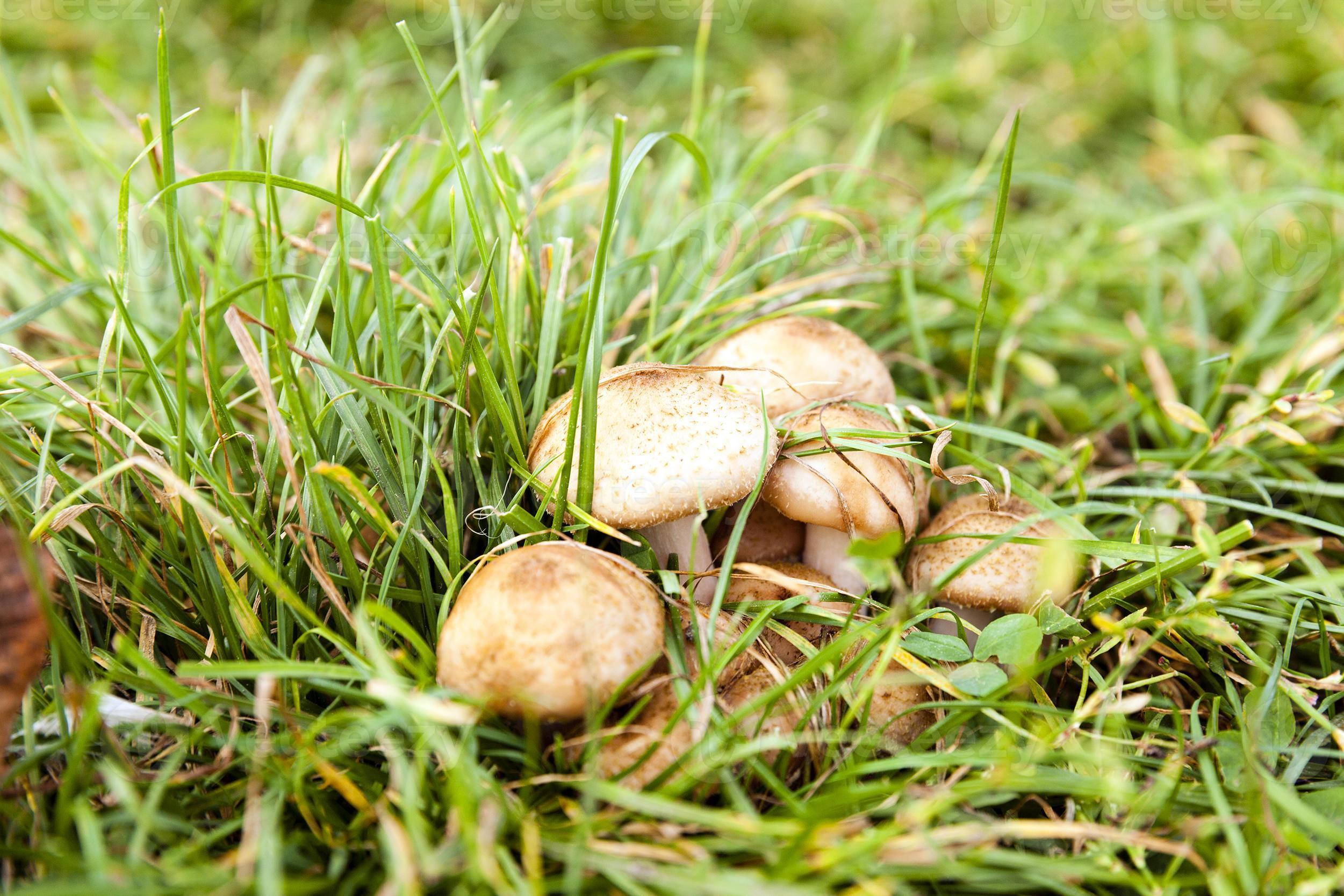 poisonous mushrooms, grass 9432855 Stock Photo at Vecteezy poisonous mushrooms, grass 9432855 Stock Photo at Vecteezy