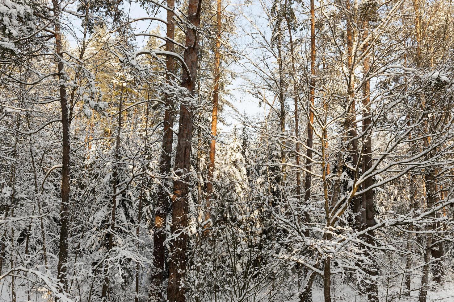 deep snow drifts and plants after the last snowfall 9439219 Stock Photo ... deep snow drifts and plants after the last snowfall 9439219 Stock Photo ...