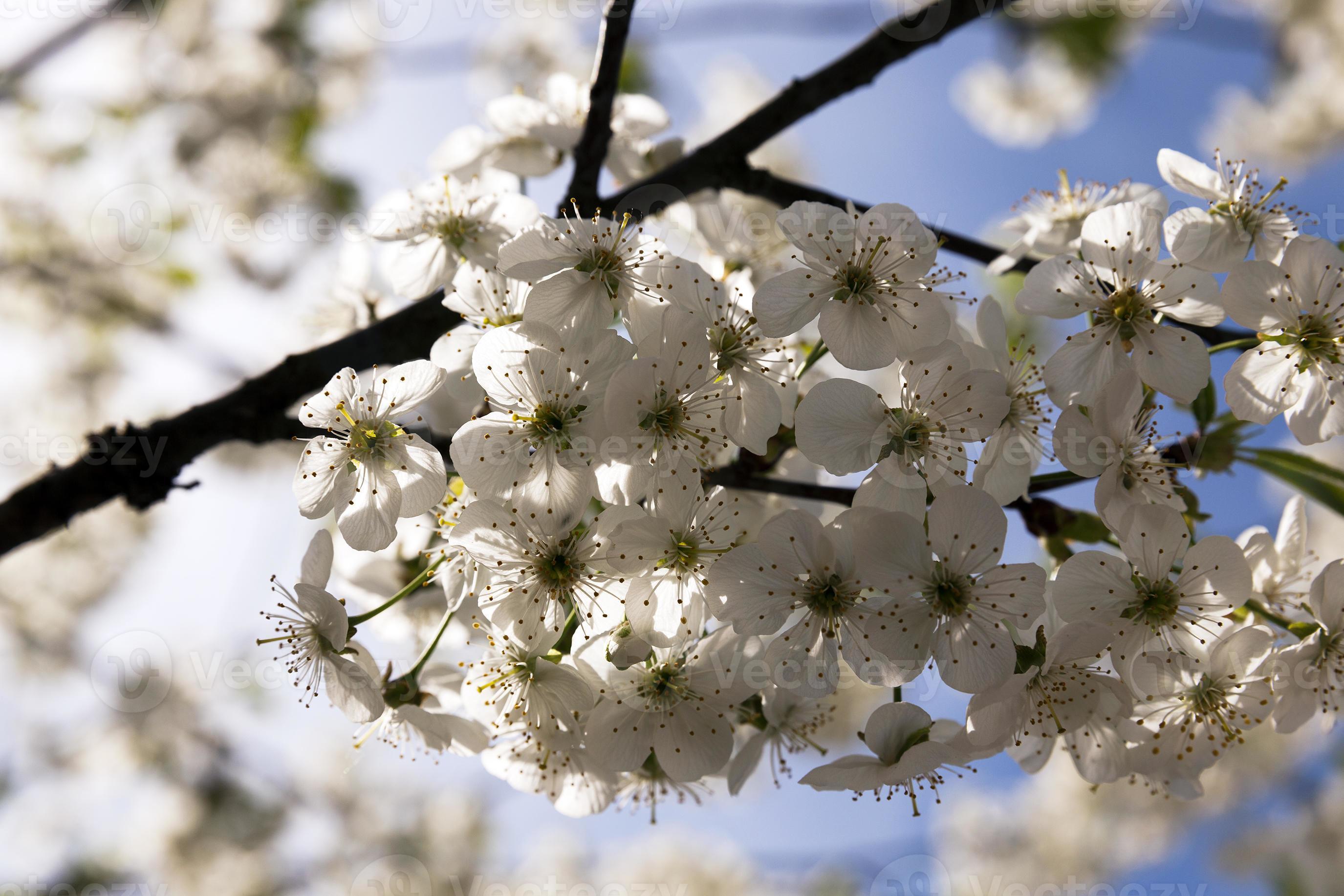 the blossoming fruit-trees - the flowers of fruit-trees photographed by ...