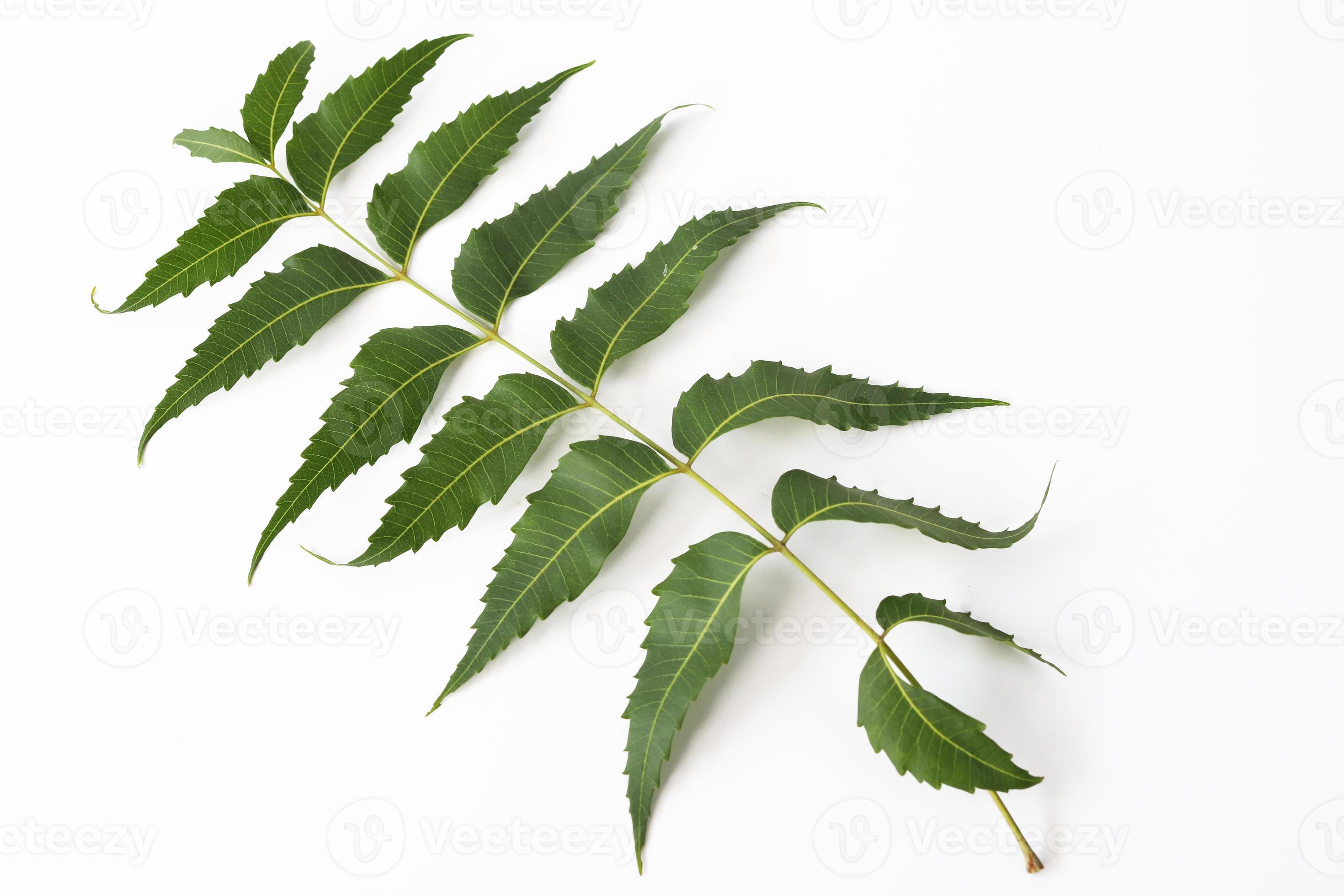 Medicinal neem leaf isolated on white background. 9441569 Stock Photo ... Medicinal neem leaf isolated on white background. 9441569 Stock Photo ...