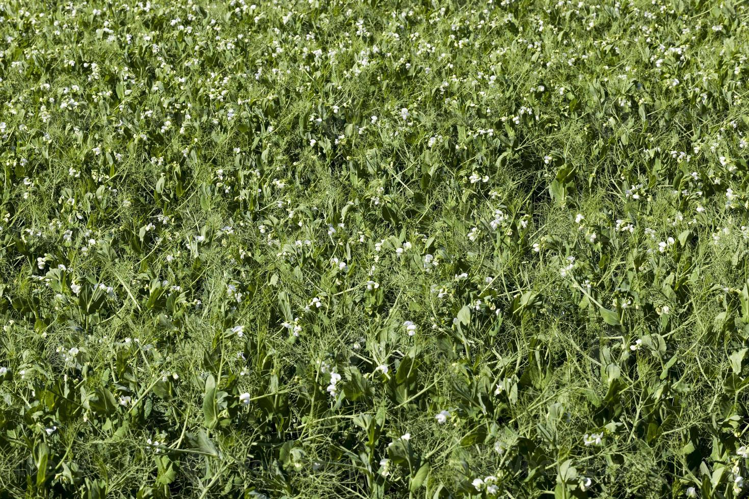 field where green peas grow 9445499 Stock Photo at Vecteezy