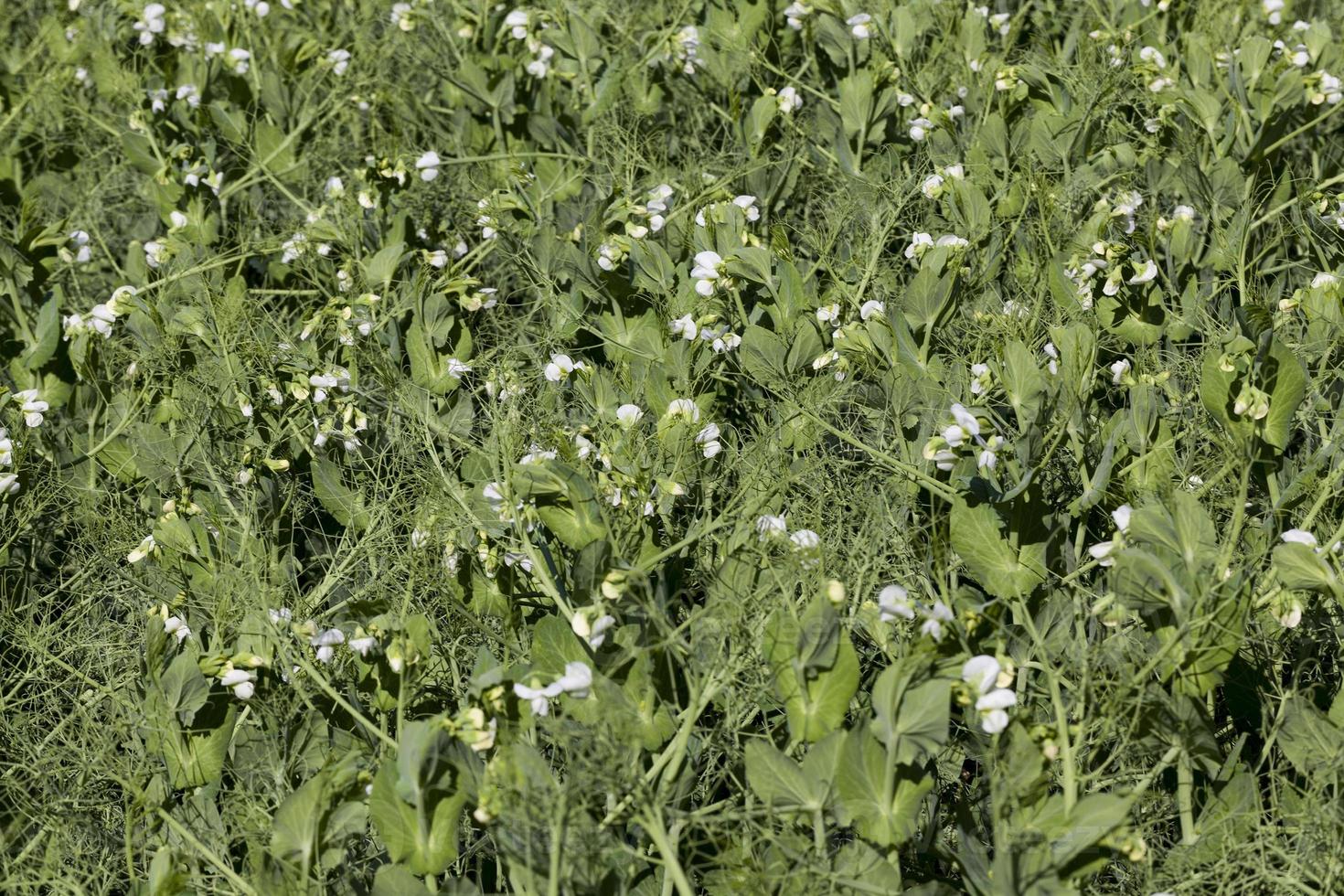 an agricultural field where green peas grow 9445758 Stock Photo at Vecteezy