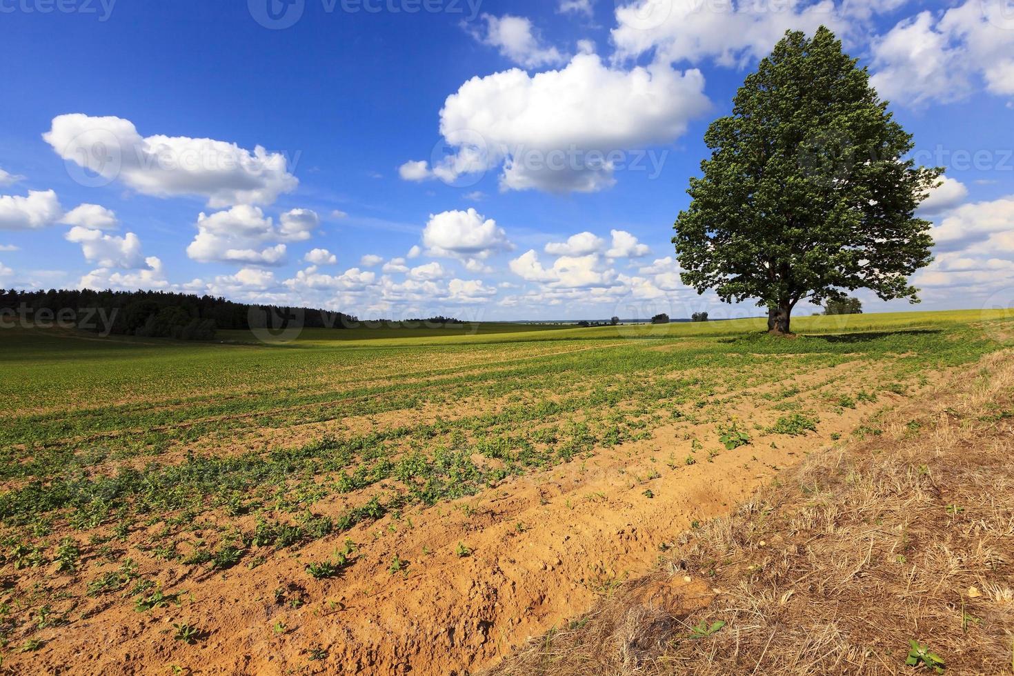 tree in the field 9451084 Stock Photo at Vecteezy