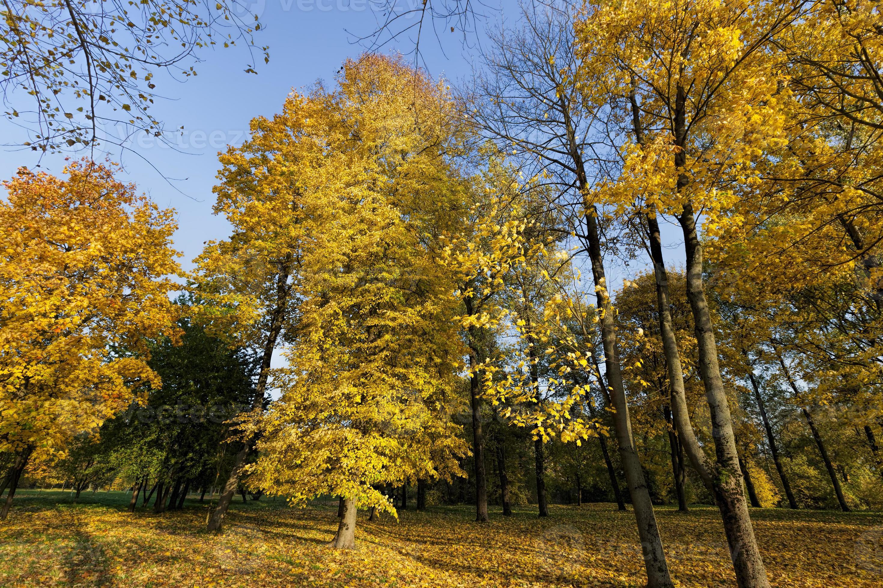 landscape of deciduous trees in the autumn season 9453392 Stock Photo at Vecteezy