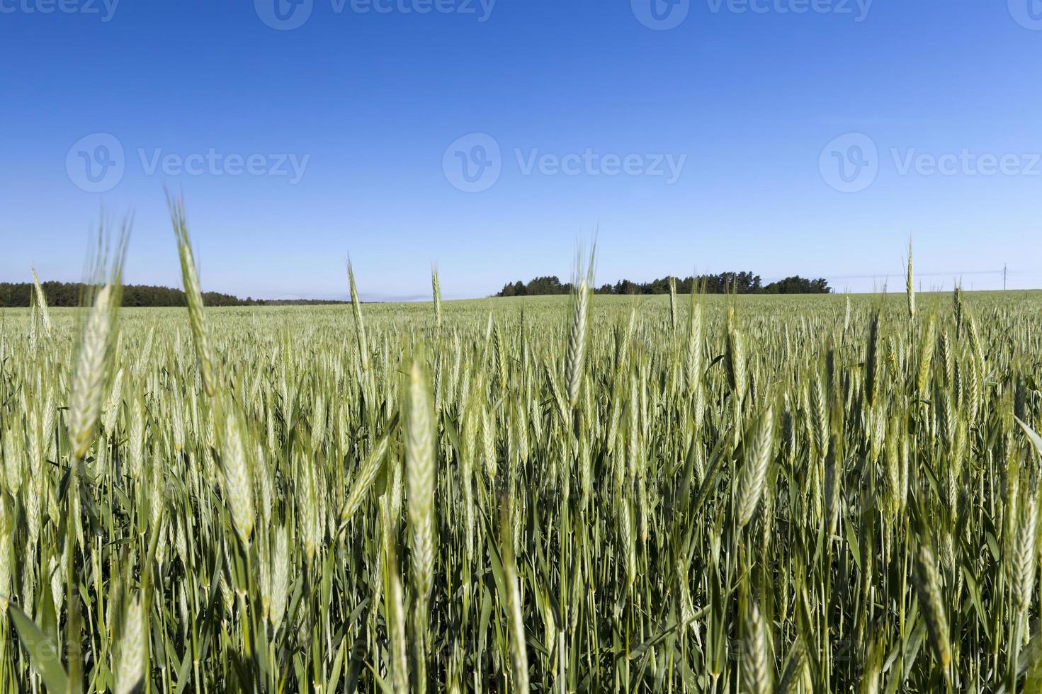 rye crop against the sky 9458068 Stock Photo at Vecteezy