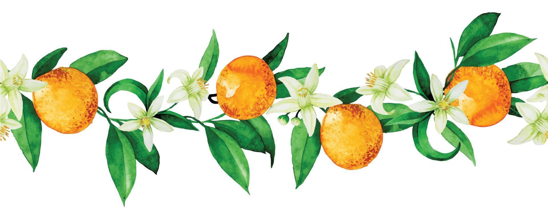 seamless watercolor pattern, border with oranges. orange oranges ...