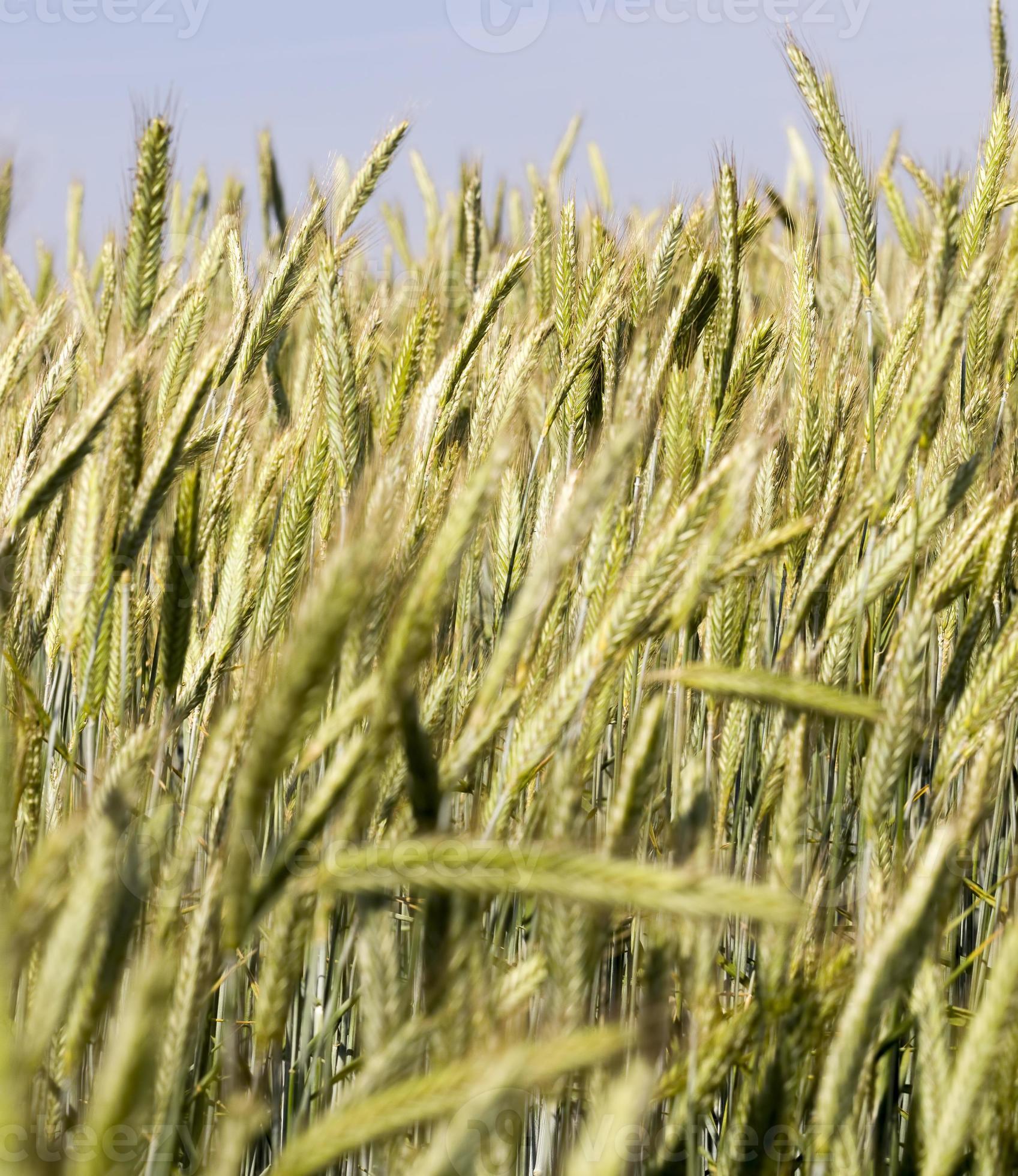 rye crop against the sky 9488043 Stock Photo at Vecteezy