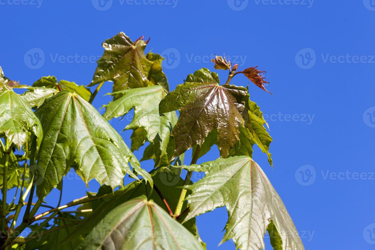 Spring maple tree 9511235 Stock Photo at Vecteezy