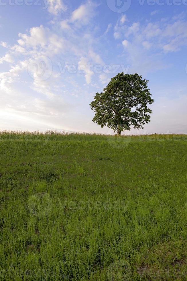 tree in the field 9546079 Stock Photo at Vecteezy