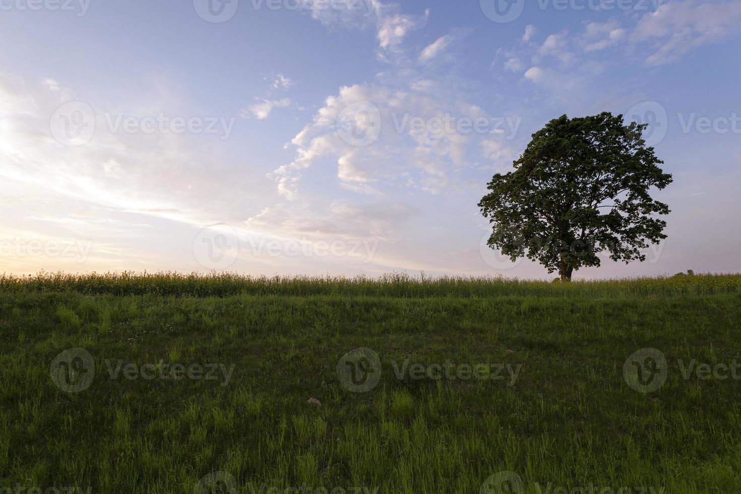 Tree In Field Stock Photos, Images and Backgrounds for Free Download