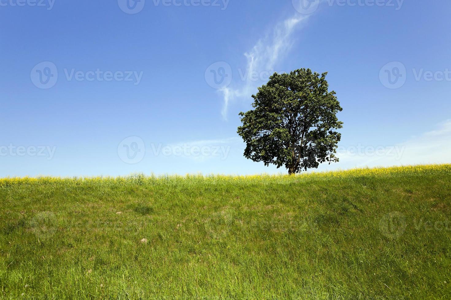 tree in the field 9546099 Stock Photo at Vecteezy