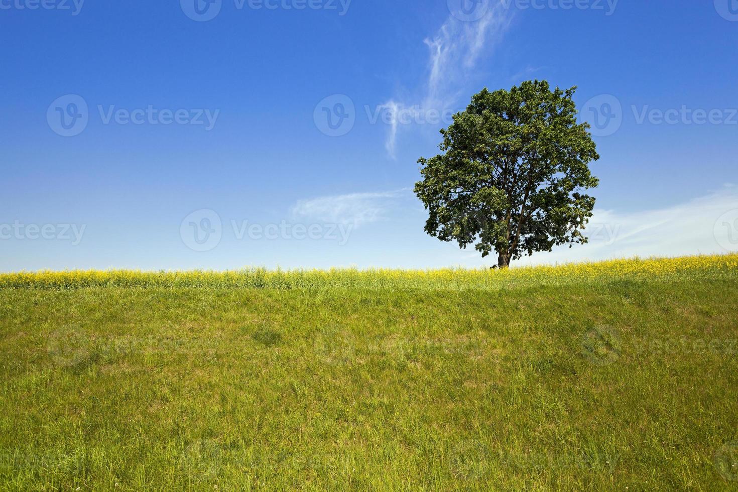 tree in the field 9550994 Stock Photo at Vecteezy