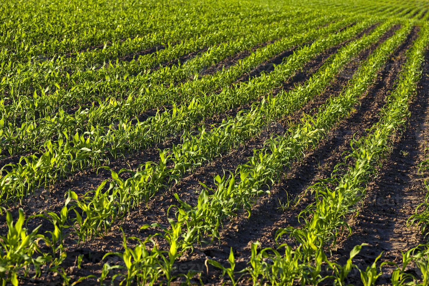 Farm Crops Stock Photos, Images and Backgrounds for Free Download