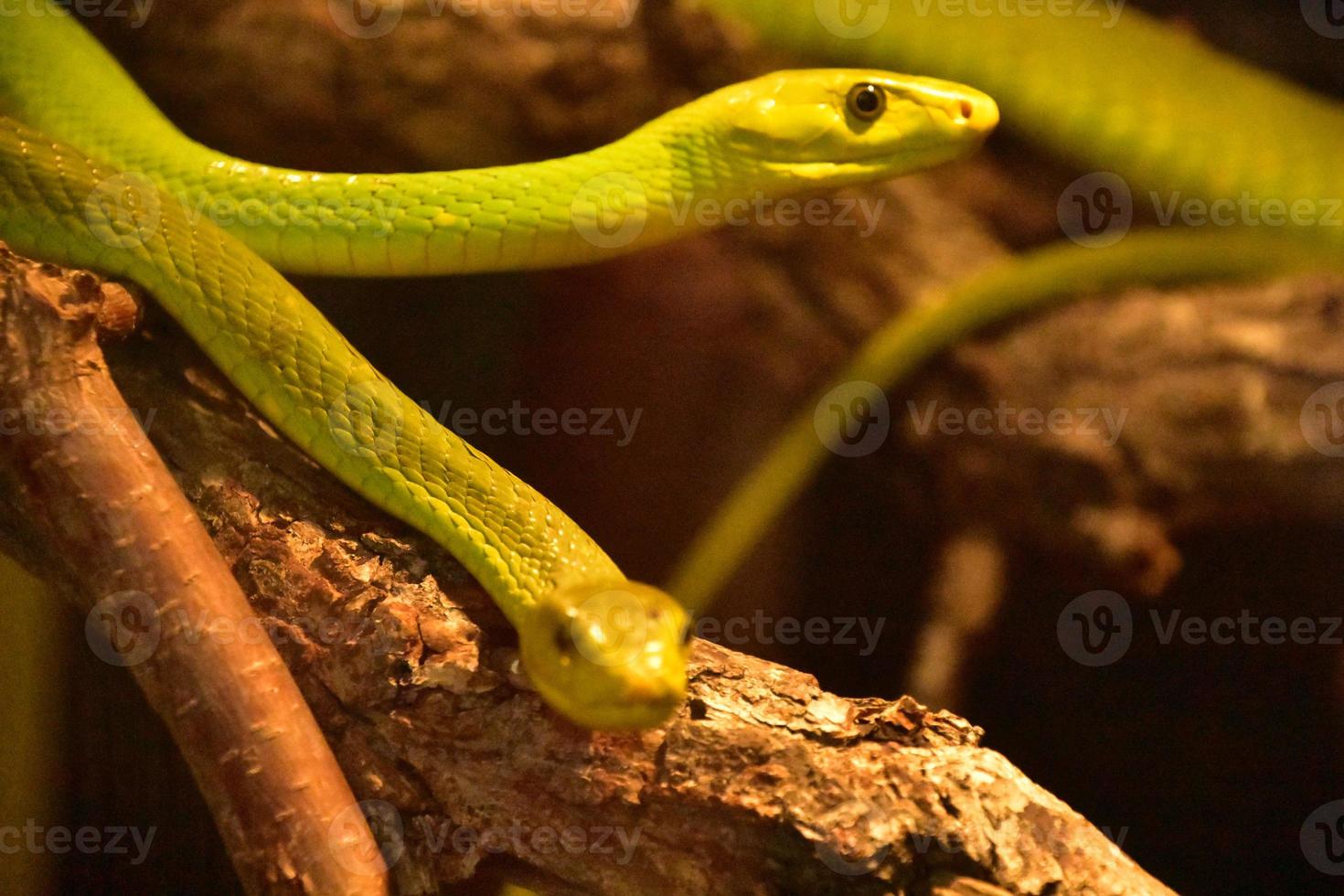 Page 2 | Green Snake Stock Photos, Images and Backgrounds for Free Download