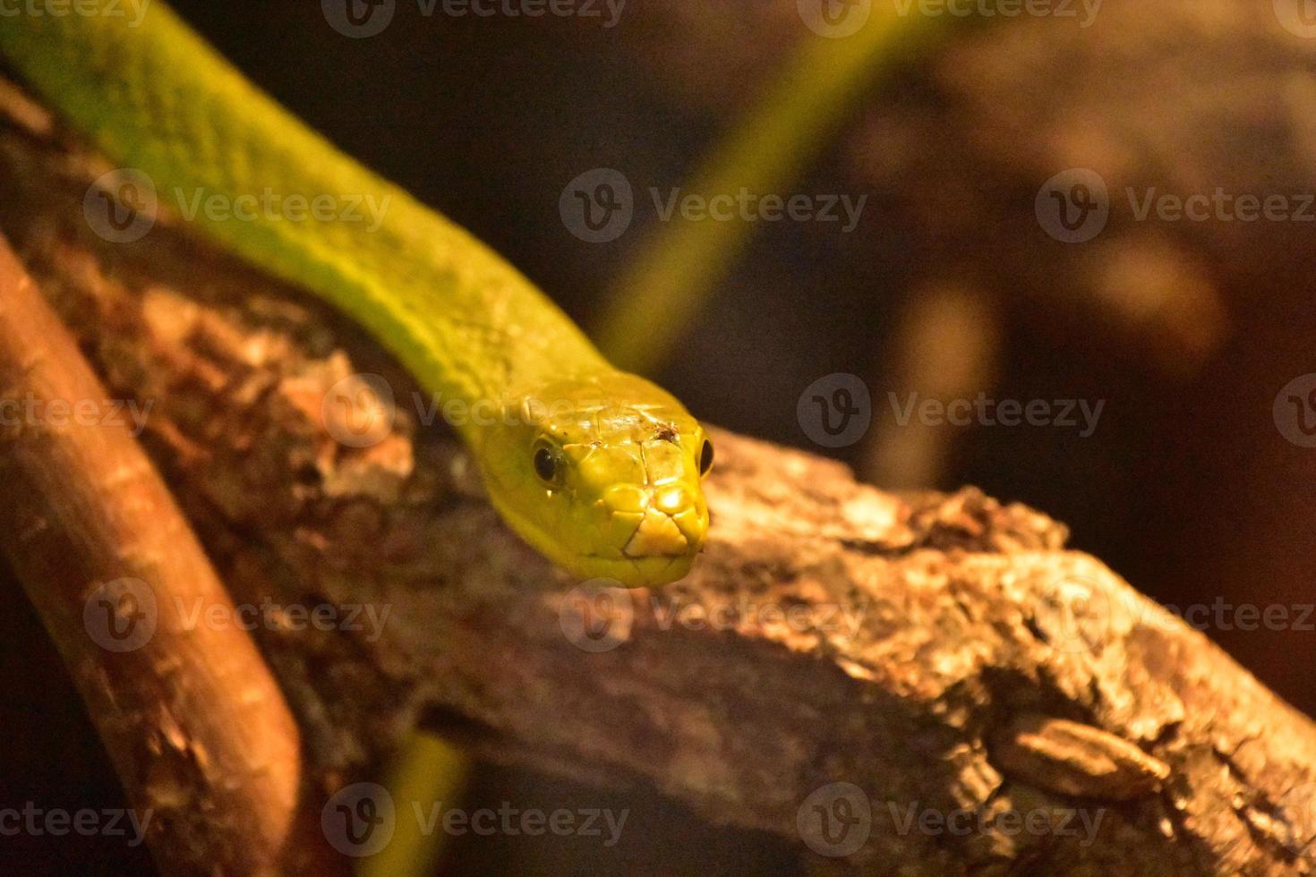Page 2 | Green Snake Stock Photos, Images and Backgrounds for Free Download
