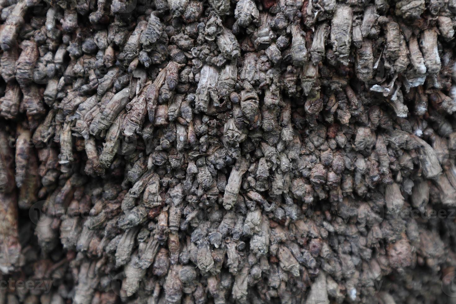 coconut root texture. coconut root 9560972 Stock Photo at Vecteezy coconut root texture. coconut root 9560972 Stock Photo at Vecteezy
