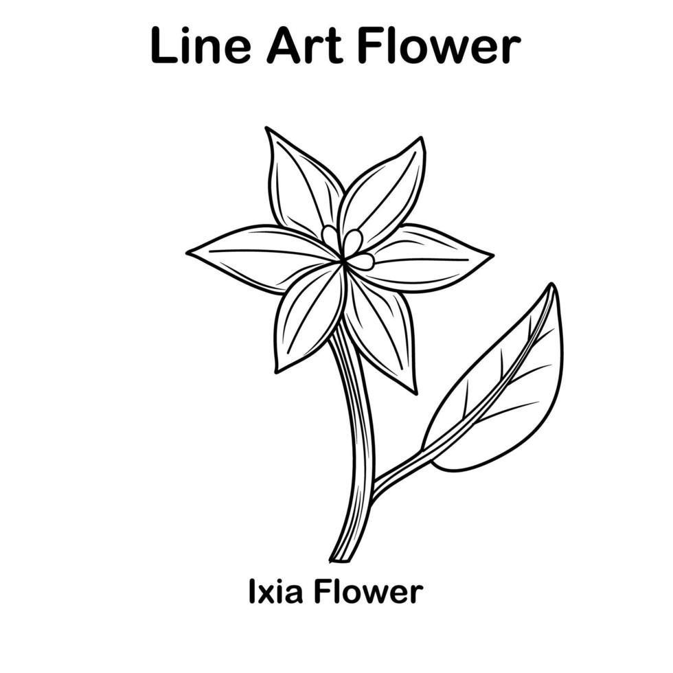 Sketch or line art ixia flower 9567552 Vector Art at Vecteezy