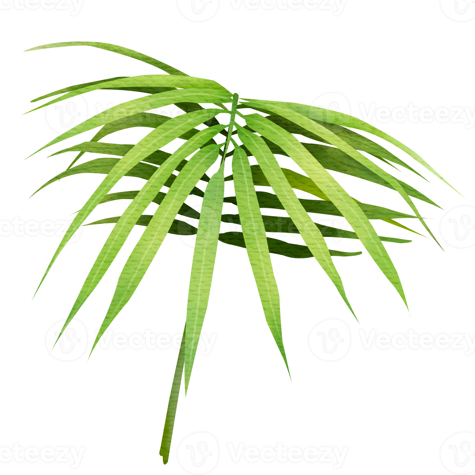 Tropical Green Palm Leaf 9586646 Png