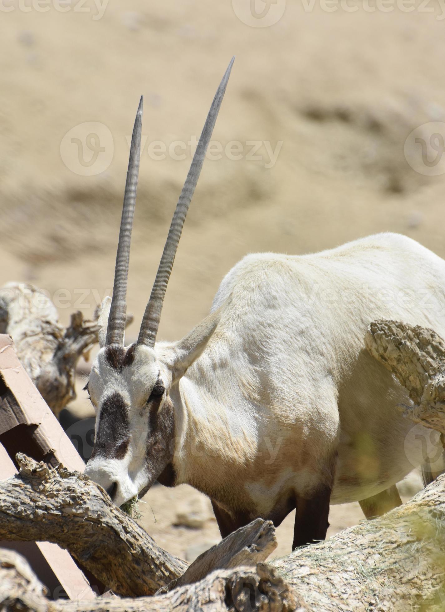 Very Long Straight Horns on an Arabian Oryx 9600009 Stock Photo at Vecteezy