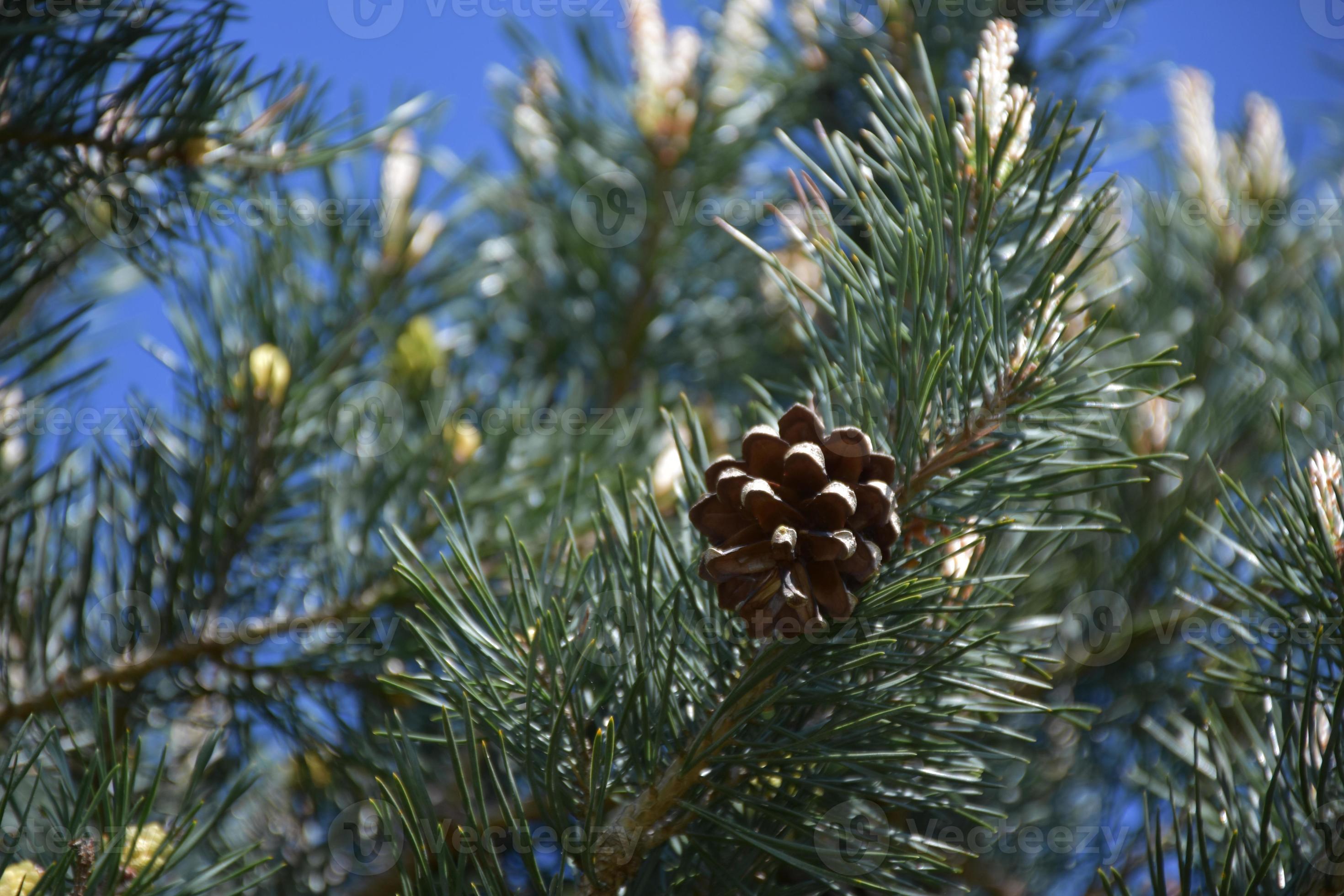 Pinecone Hanging from the Branch of a Pine Tree 9635671 Stock Photo at ... Pinecone Hanging from the Branch of a Pine Tree 9635671 Stock Photo at ...