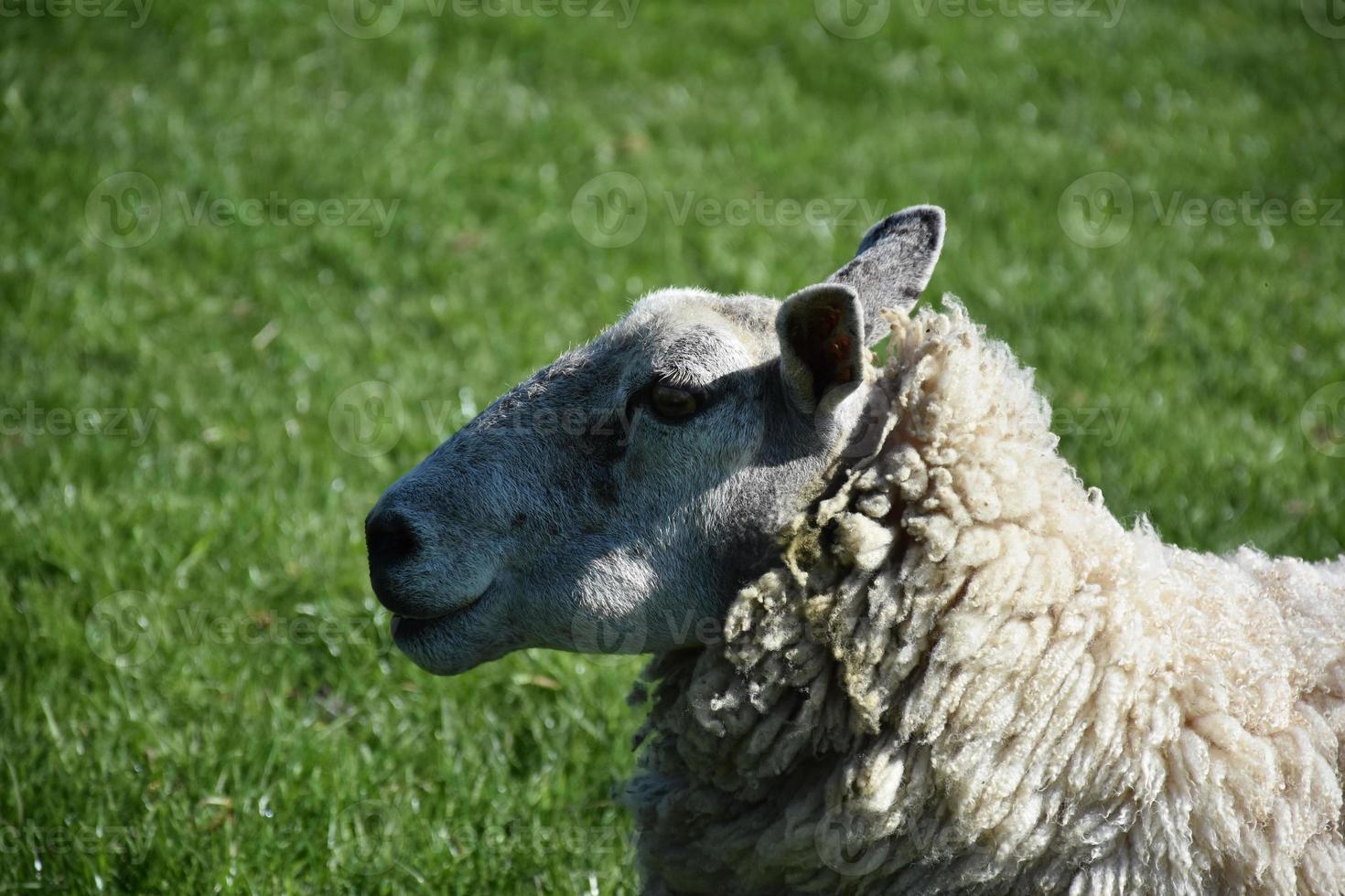 Perfil De Una Oveja Peluda En Un Pasto De Hierba 9635938 Foto De Stock En Vecteezy