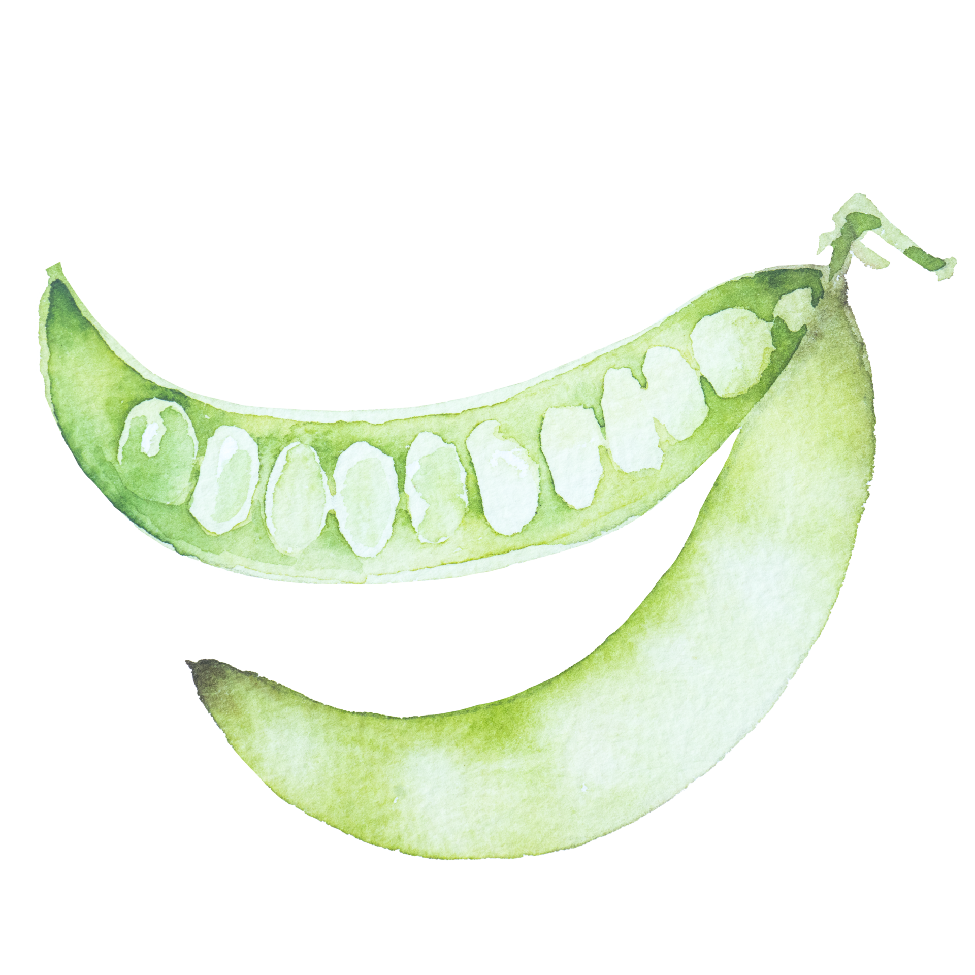 green peas watercolor clipart 9657354 PNG