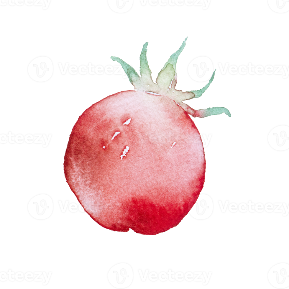 tomato watercolor clip art 9657741 PNG