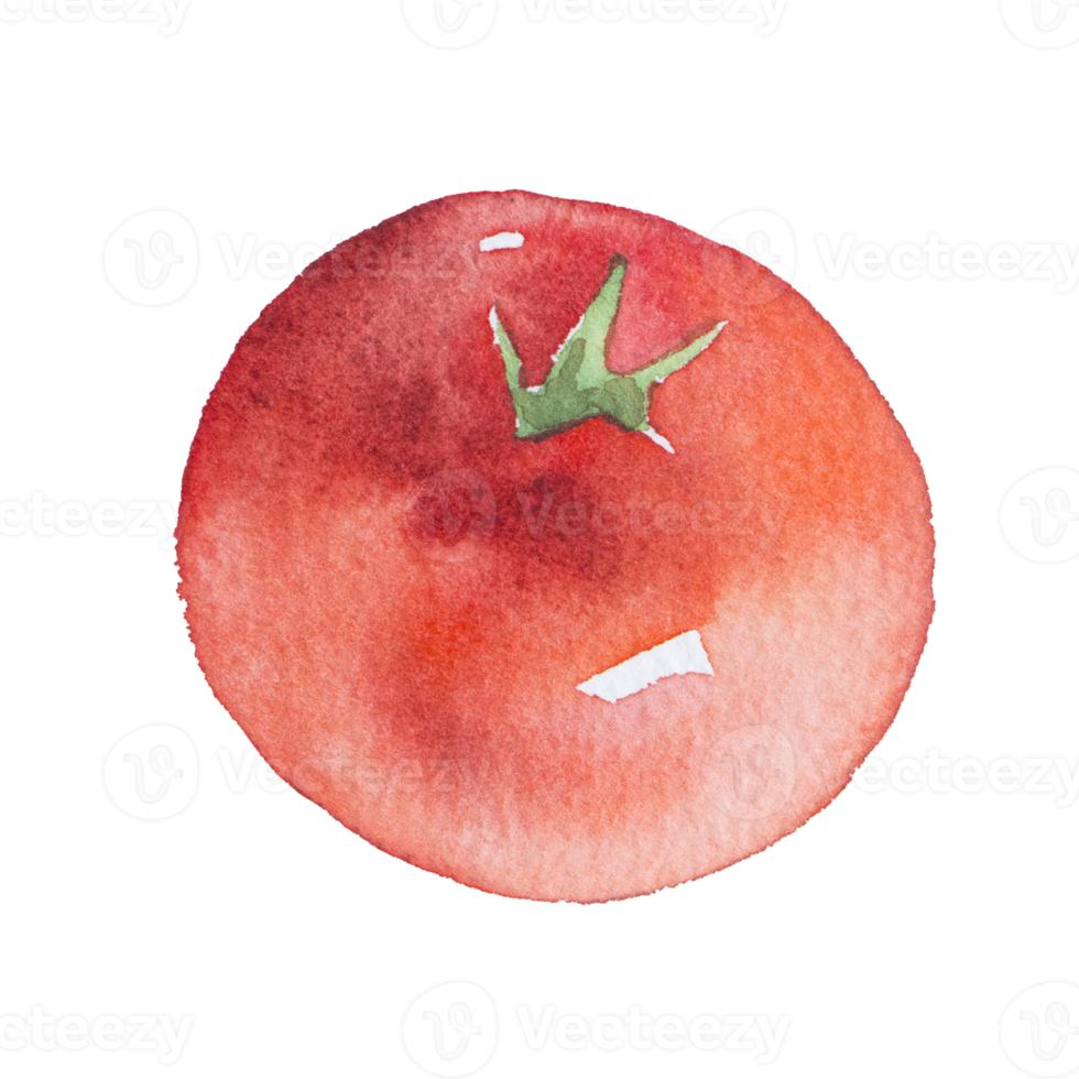 tomato watercolor clip art 9657747 PNG
