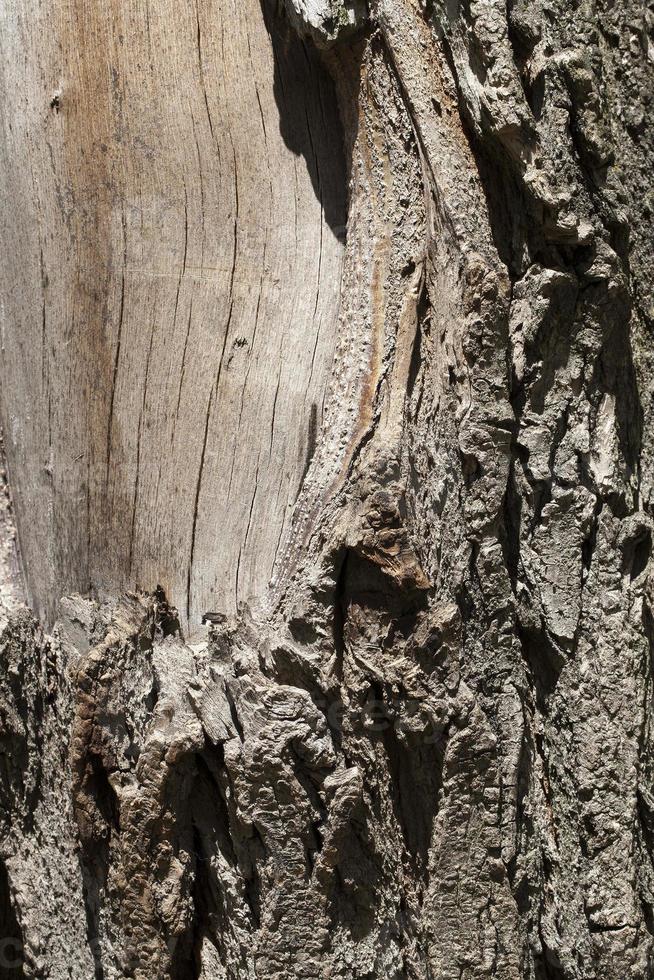 tree trunk, close up 9658370 Stock Photo at Vecteezy