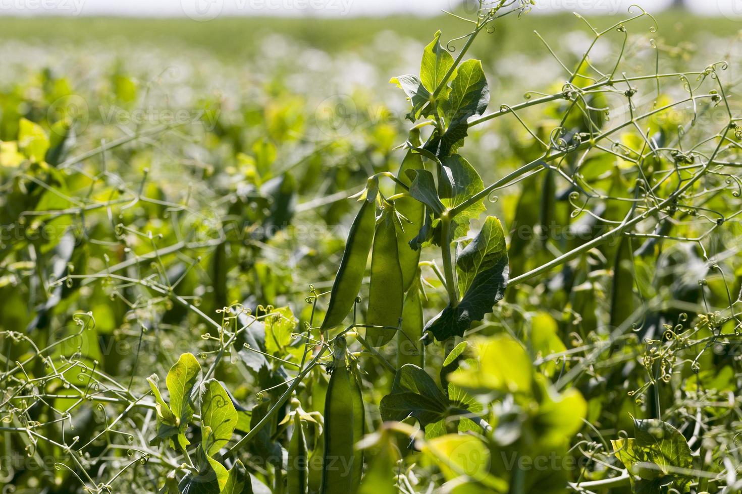 field of agriculture green peas 9659083 Stock Photo at Vecteezy