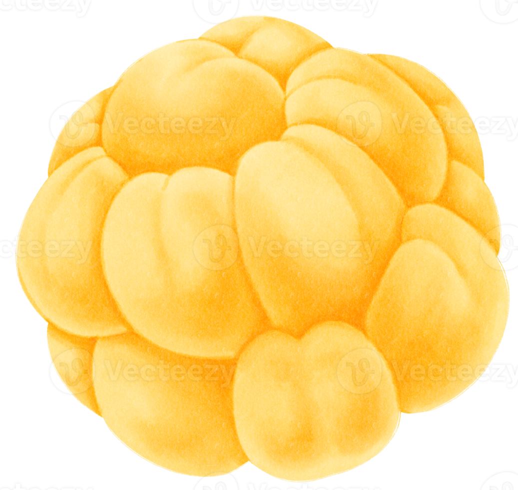 Ilustración De Acuarela De Fruta De Mora 9659957 Png