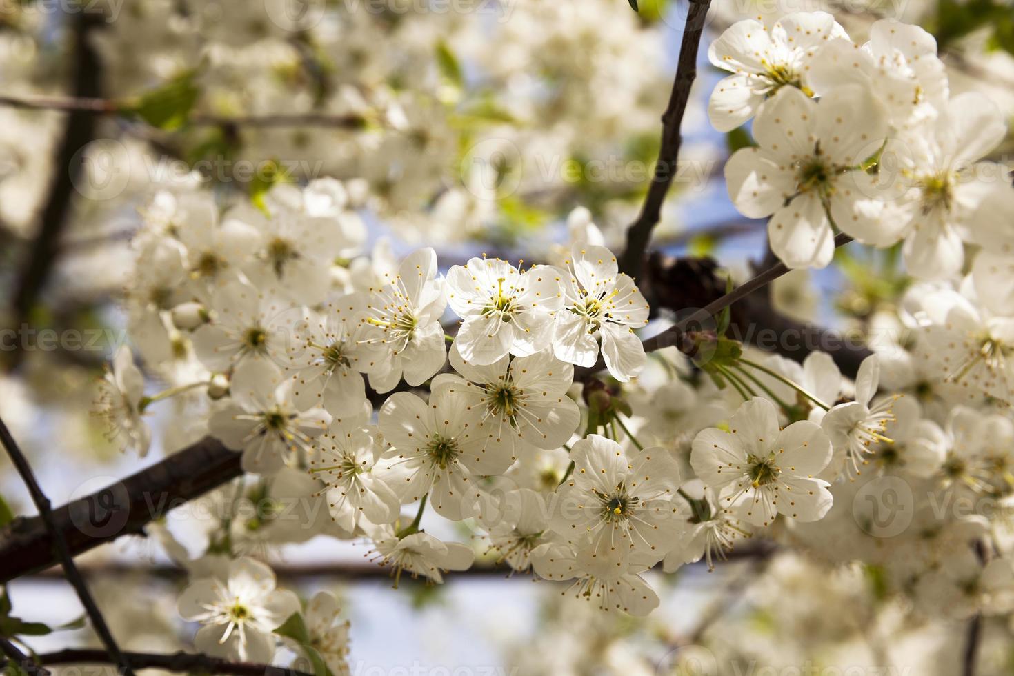 the blossoming fruit-trees - the flowers of fruit-trees photographed by ...