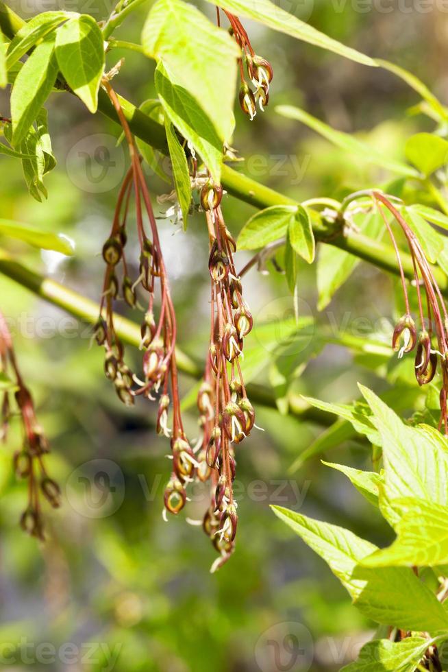 maple blossom close up 9664725 Stock Photo at Vecteezy