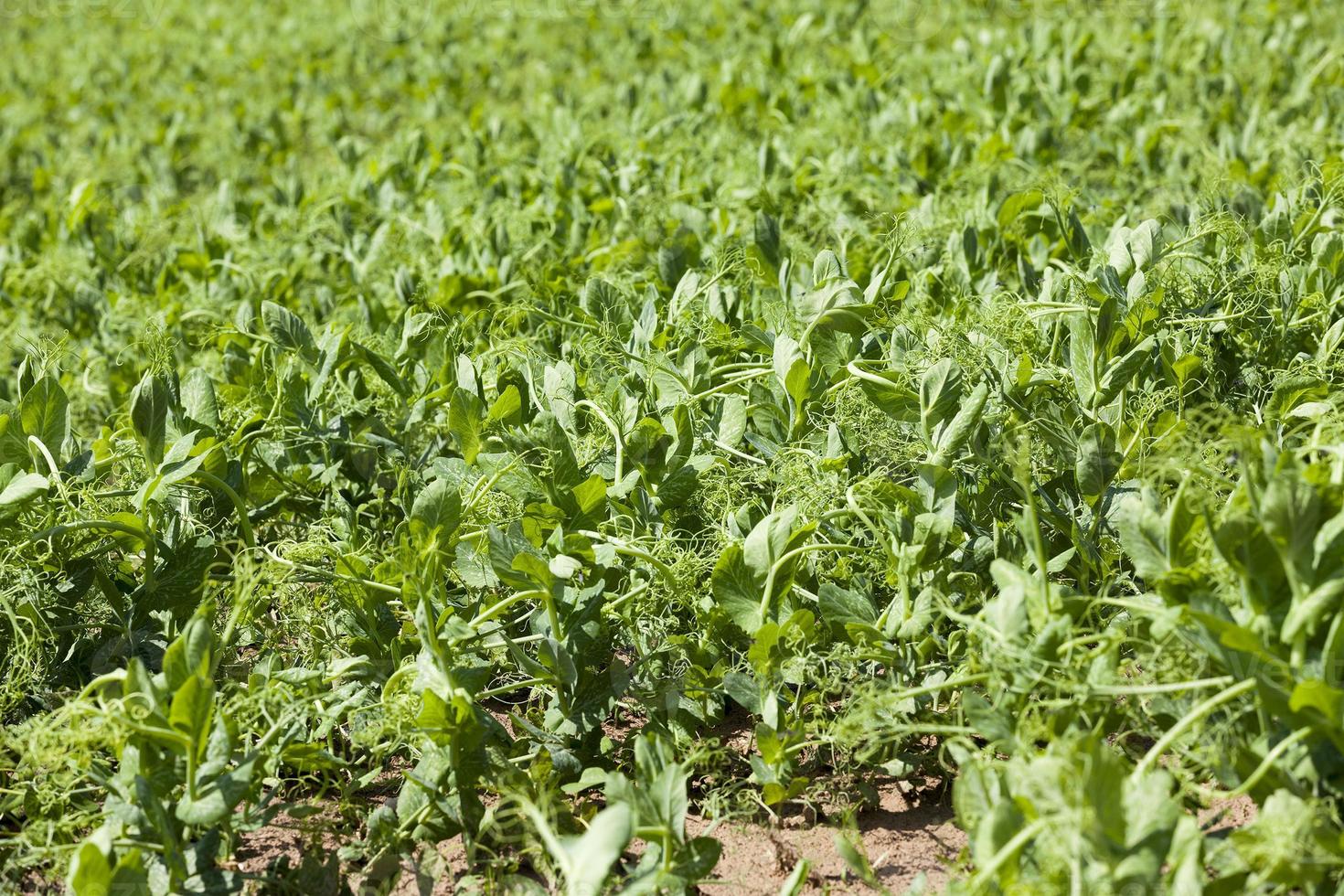 field with green peas 9672413 Stock Photo at Vecteezy