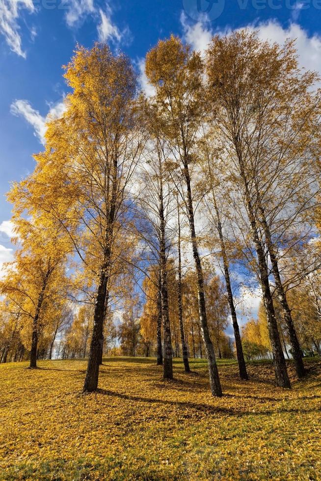 birch trees, park 9701068 Stock Photo at Vecteezy birch trees, park 9701068 Stock Photo at Vecteezy