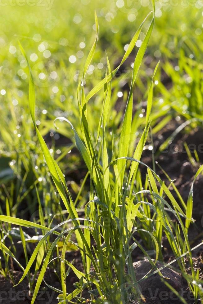 green grass, close up 9710856 Stock Photo at Vecteezy