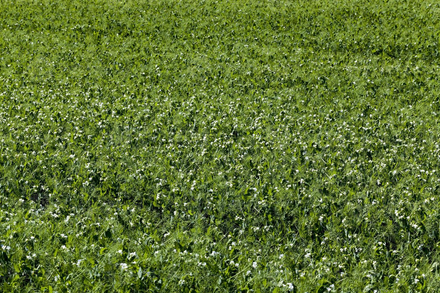 an agricultural field where green peas grow 9712955 Stock Photo at Vecteezy
