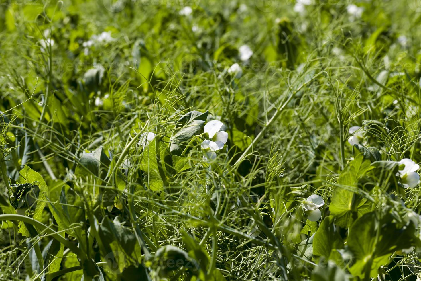 field where green peas grow 9717311 Stock Photo at Vecteezy
