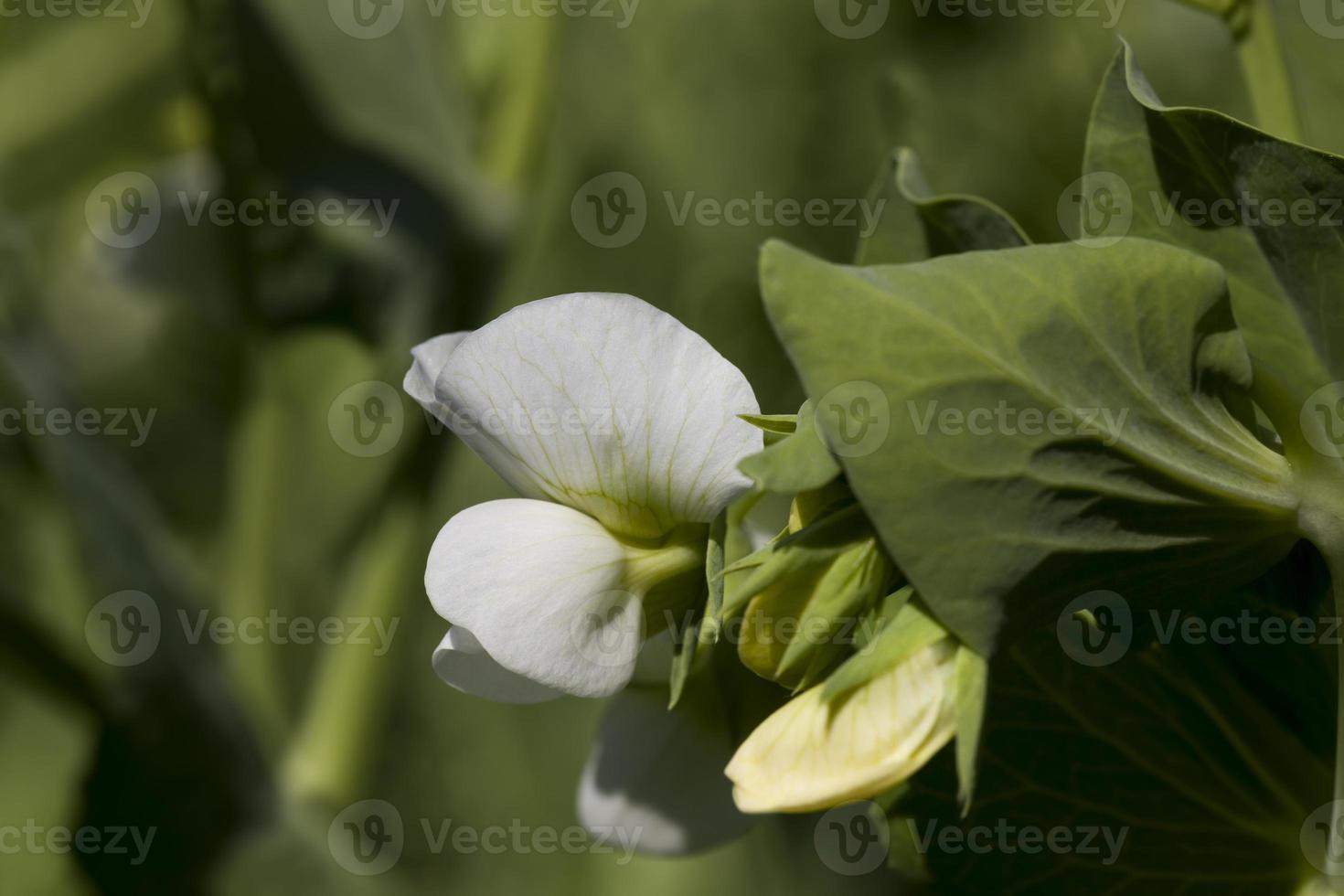 an agricultural field where green peas grow 9717407 Stock Photo at Vecteezy