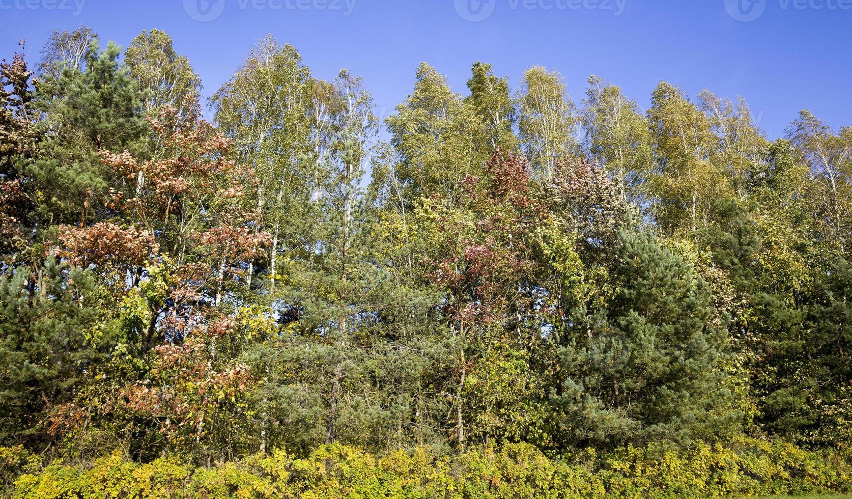 Different Deciduous Trees 9749029 Stock Photo At Vecteezy different-deciduous-trees-9749029-stock-photo-at-vecteezy