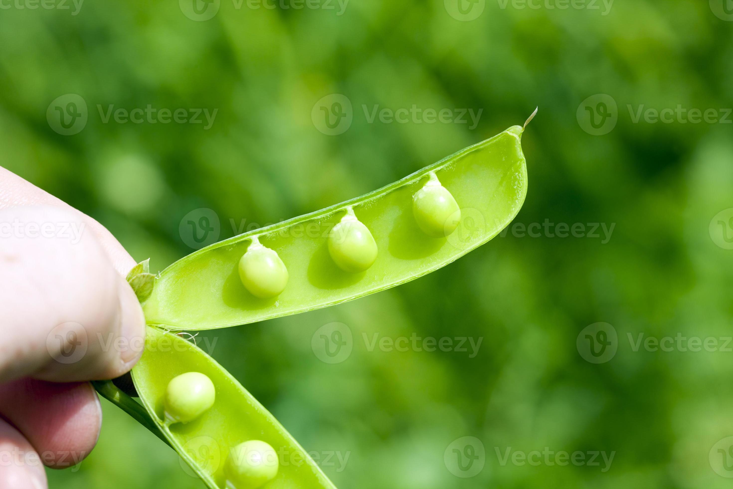 open pea pod 9753908 Stock Photo at Vecteezy