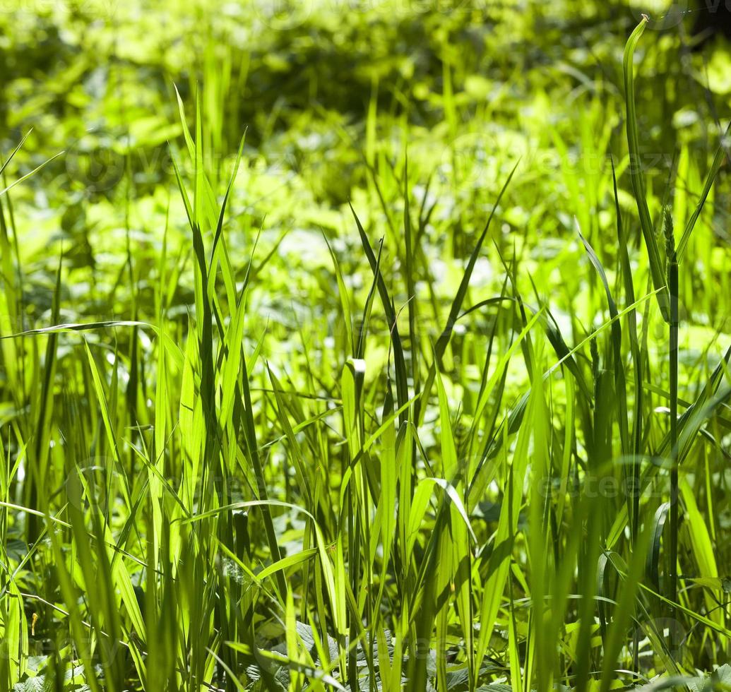 Green grass, close up 9754691 Stock Photo at Vecteezy