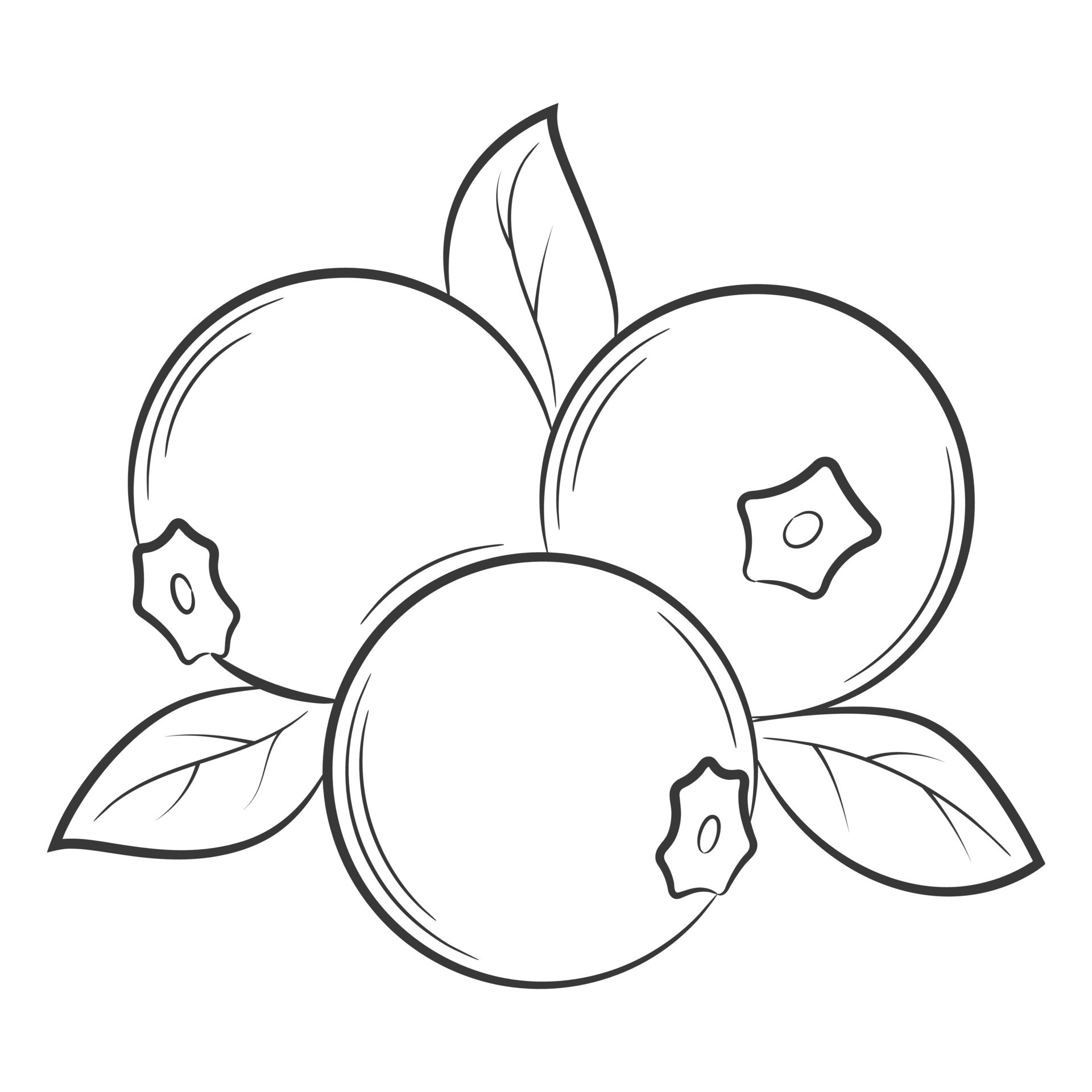 Blueberries Cranberries Wild Berries Berry In A Linear Style Black