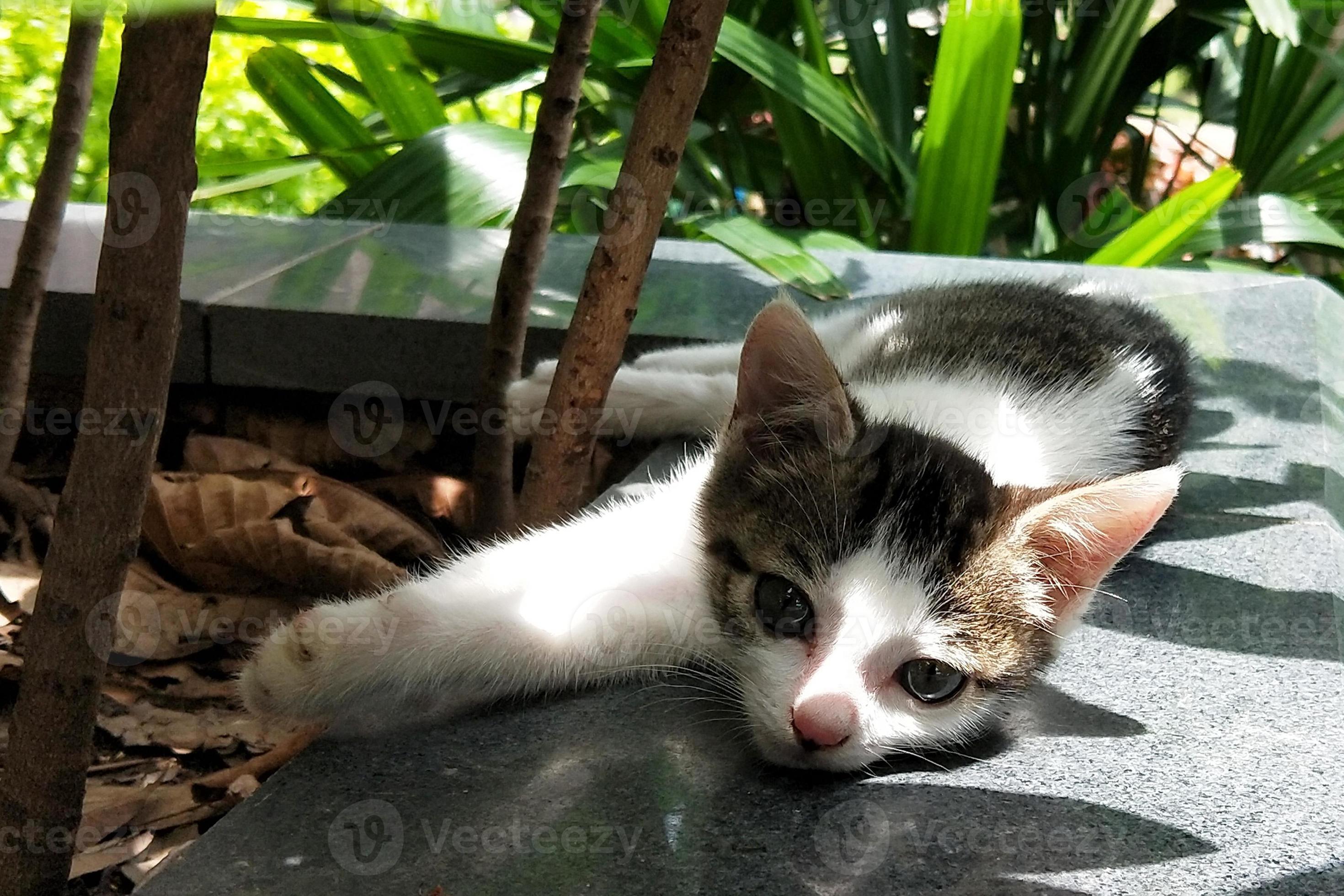 Gray tabby cat lying down on sunlight 9769967 Stock Photo at Vecteezy Gray tabby cat lying down on sunlight 9769967 Stock Photo at Vecteezy
