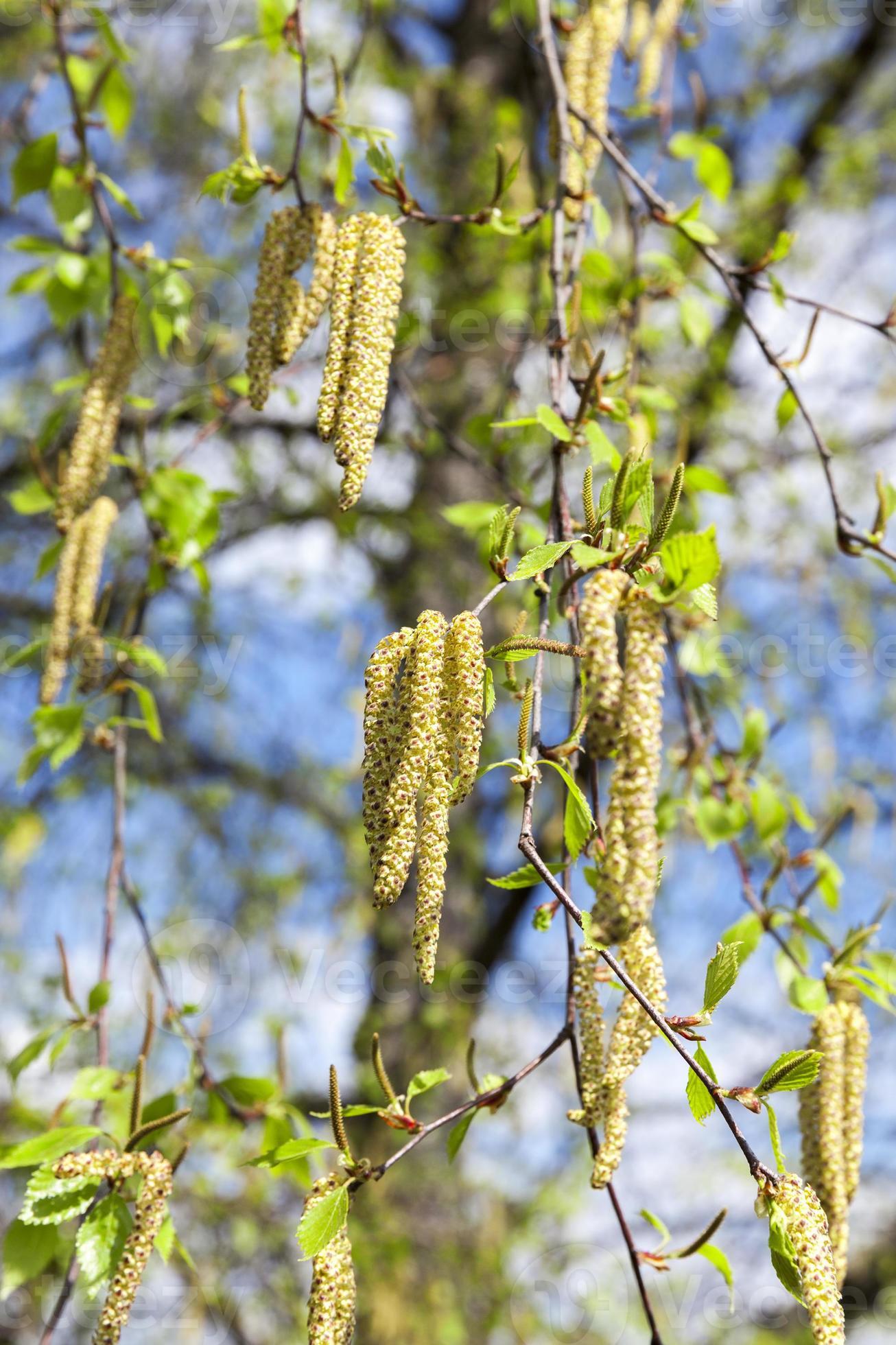 birch catkins, outdoors 9773509 Stock Photo at Vecteezy