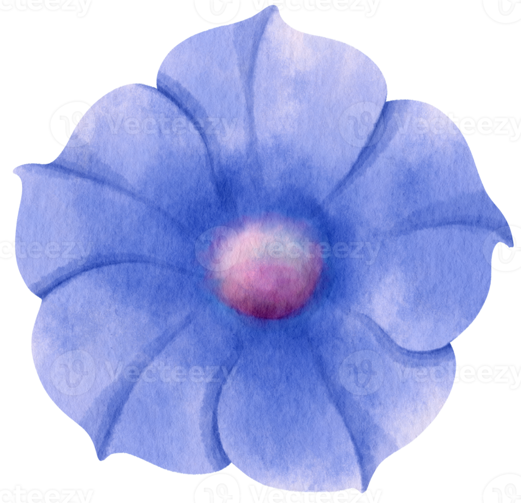 Morning Glory Flowers Watercolor Illustration 9785263 Png