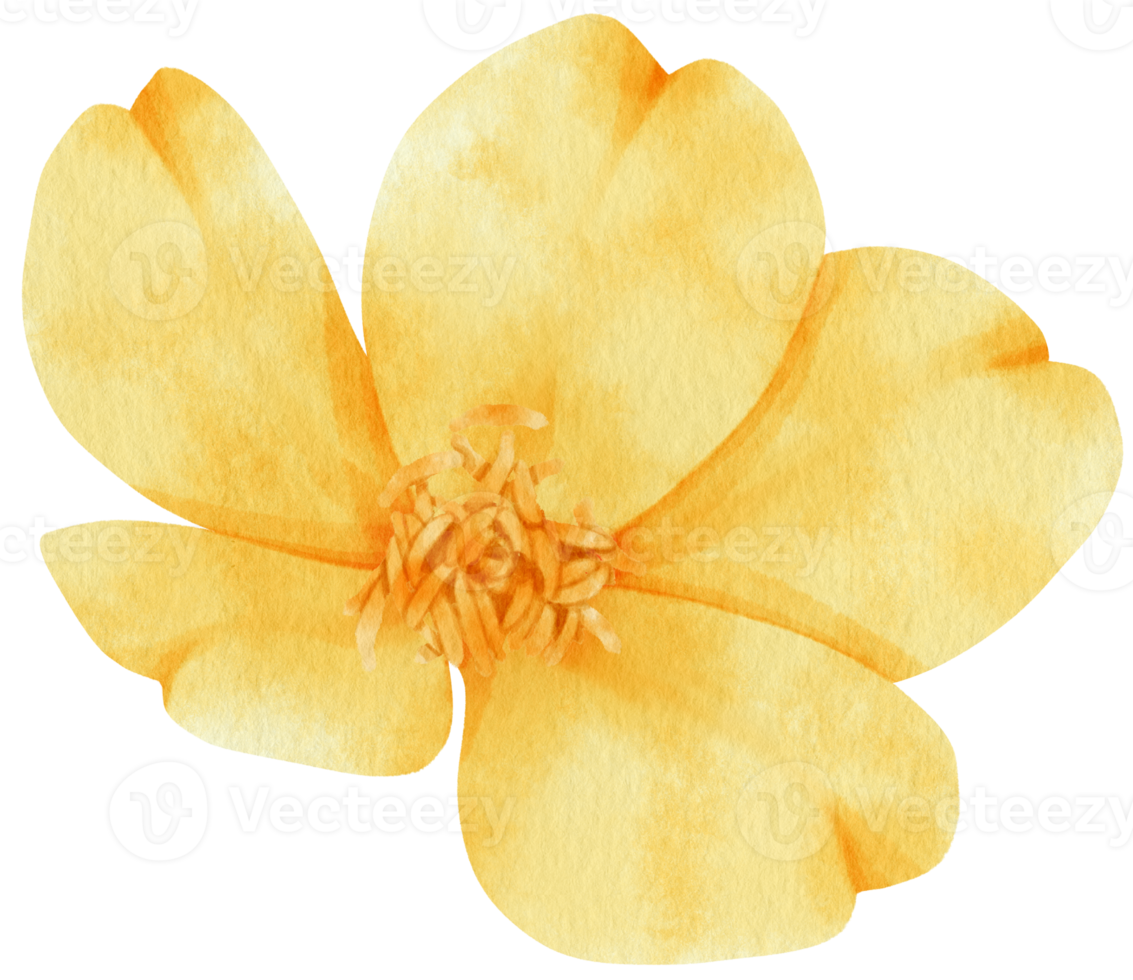 Yellow Flowers Watercolor Illustration 9785511 Png