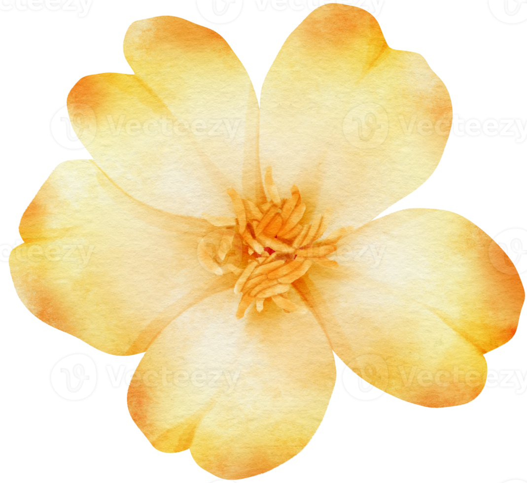 Beautiful Yellow Flowers Watercolor Illustration 9785644 Png